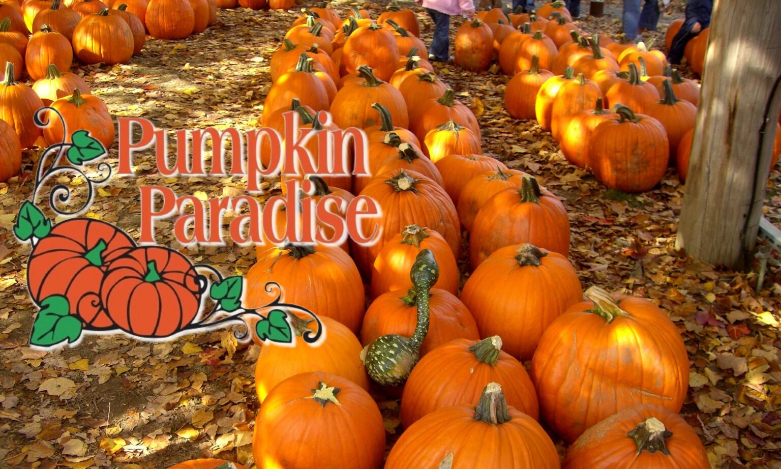 Pumpkin Paradise - Tennessee Agritourism Association